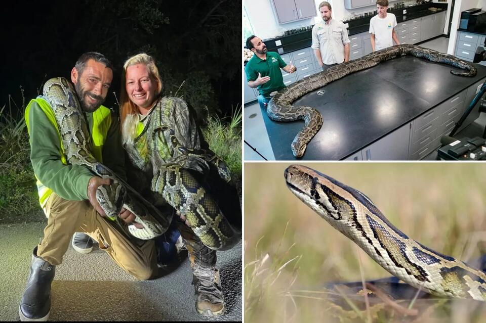Florida man catches 87 invasive pythons in a month, awarded $1K through state incentive system ...