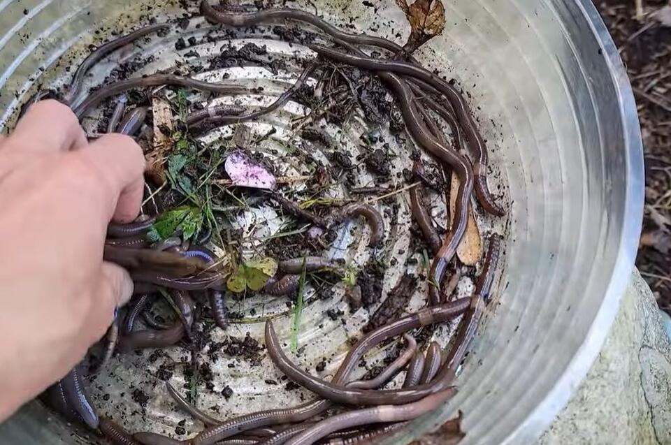 Spread of Jumping Worms in Michigan Alarms Conservationists - NewsBreak