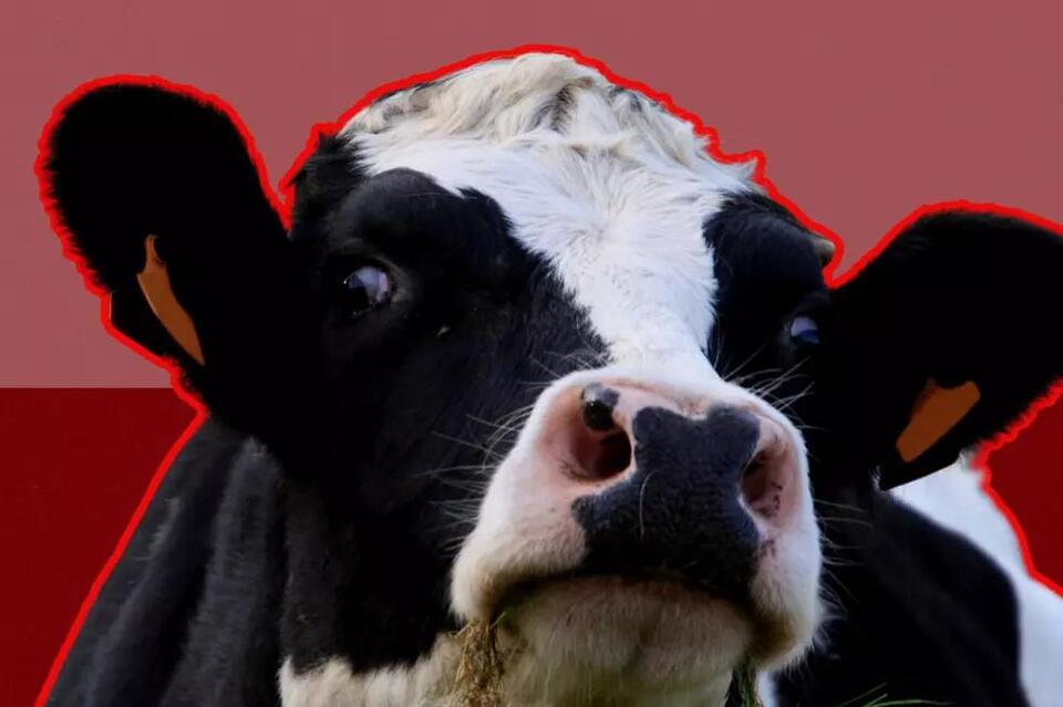 ‘Unhappy Cow’ Attacks in Texas, Two Men Now Hospitalized - NewsBreak