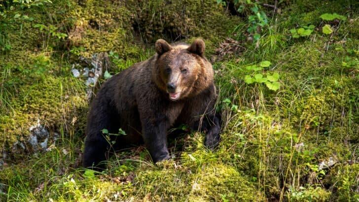 Why You Should Never Approach a Bear - NewsBreak