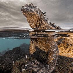 Godzilla Iguana, Ray Fever, And An Eel Sermon: Ocean Photographer ...