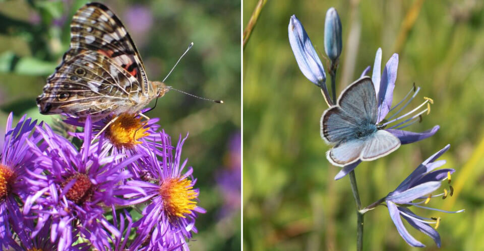 These 10 Plants Bring Native Butterflies Back To Oregon Gardens - NewsBreak