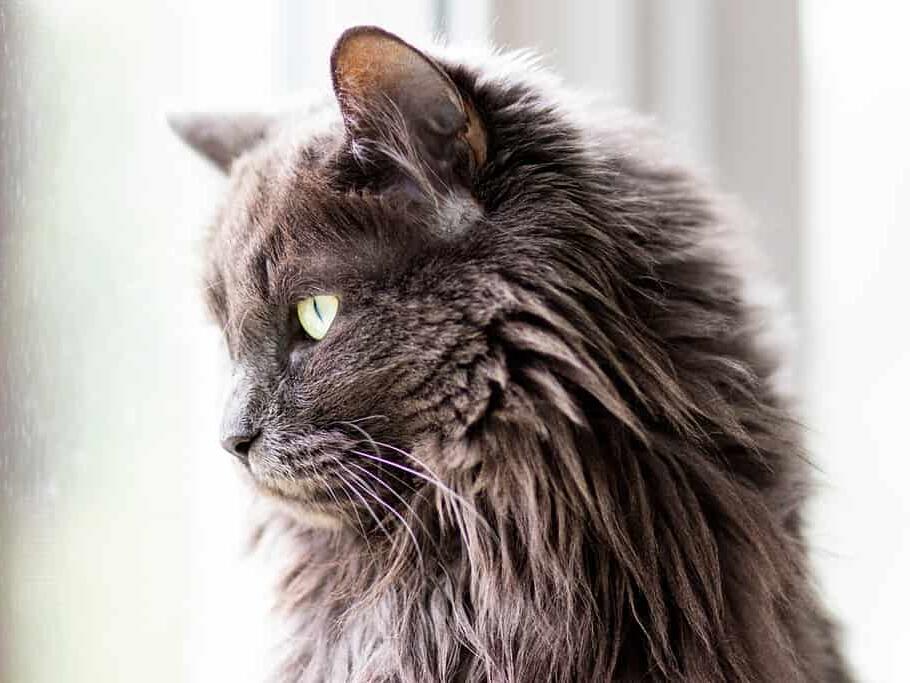 The 130 Most Clever Star Wars-Themed Cat Names