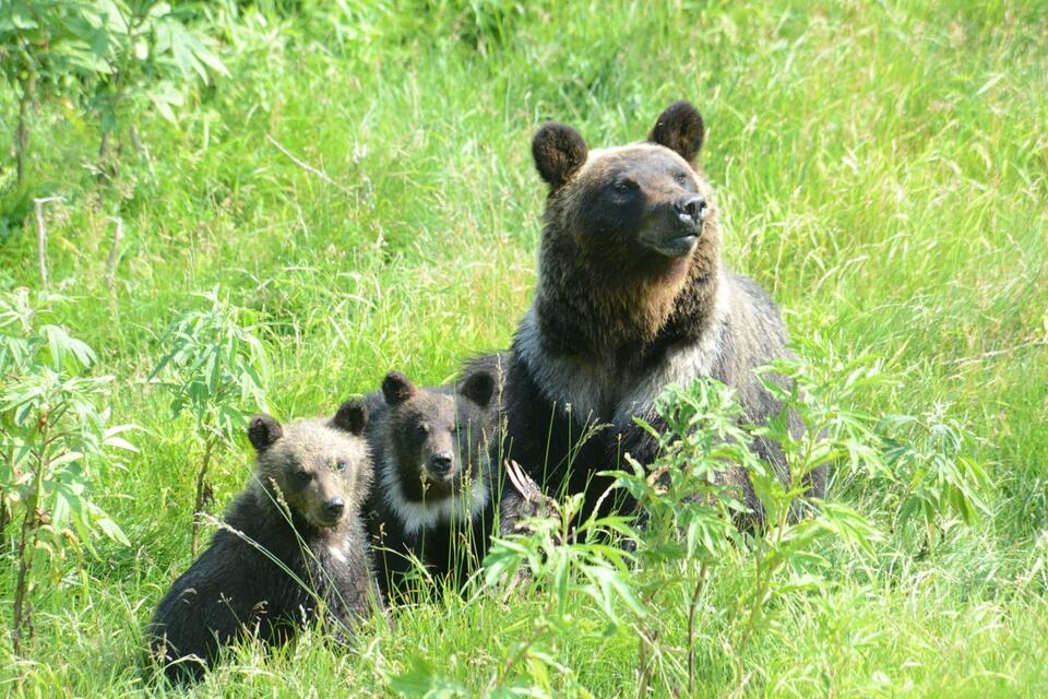 GPS Watch Recorded Bear Attack Victim’s Terrifying Final Moments ...