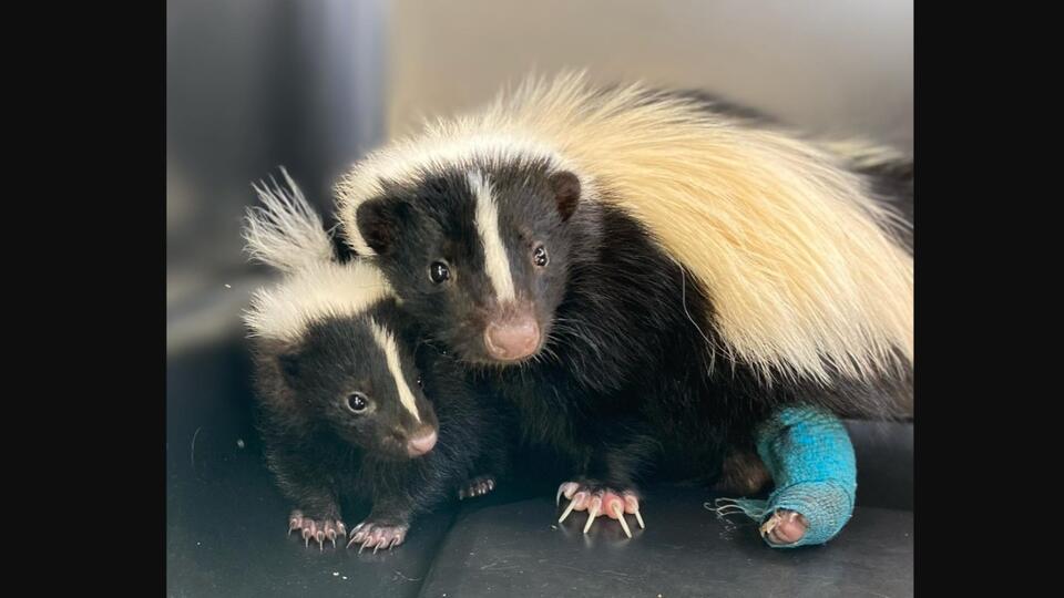 Mother Skunk's Maternal Instinct Saves Orphaned Baby in Heartwarming ...