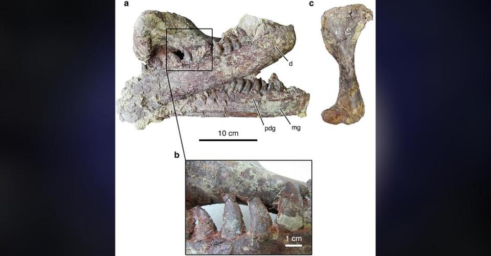 Newly Discovered Megaraptor Still Had an Ancient Crocodile in Its Mouth ...
