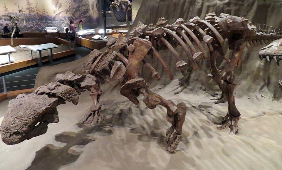 5 Places Where You Can Touch Real Dinosaur Bones - NewsBreak
