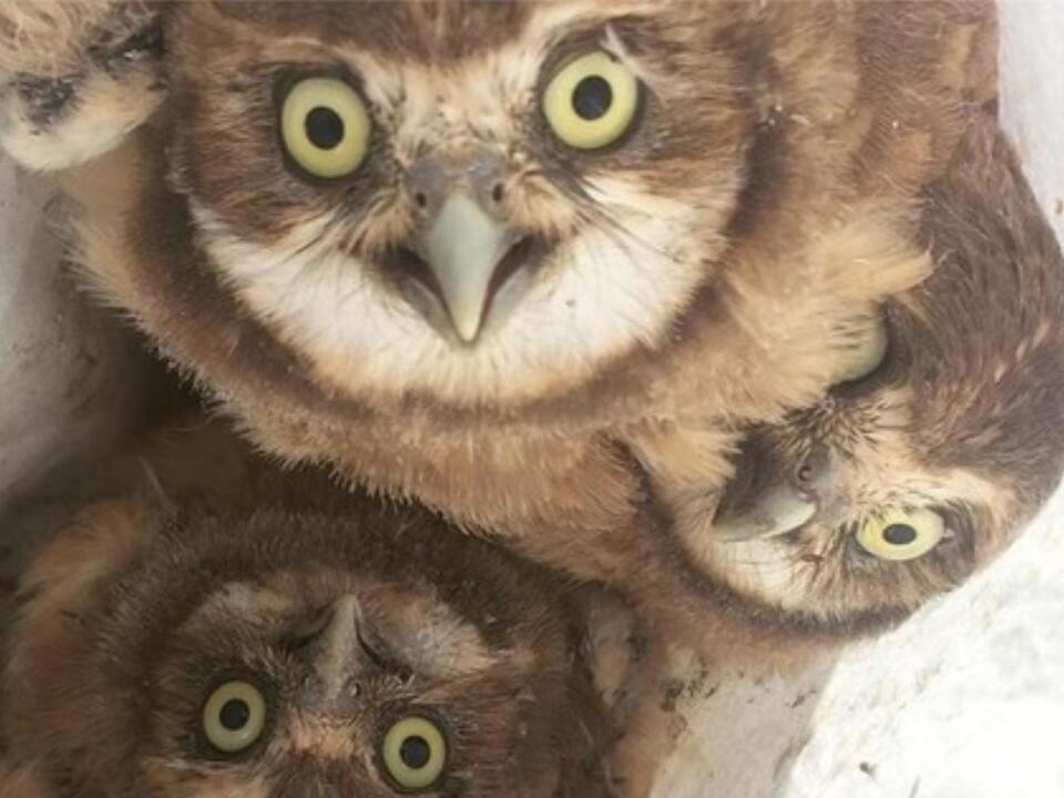 Balancing Wildlife Conservation and Wastewater Infrastructure - NewsBreak