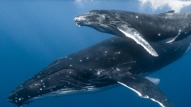 Humpback whale calf freed from fishing gear after 8-hour rescue mission ...