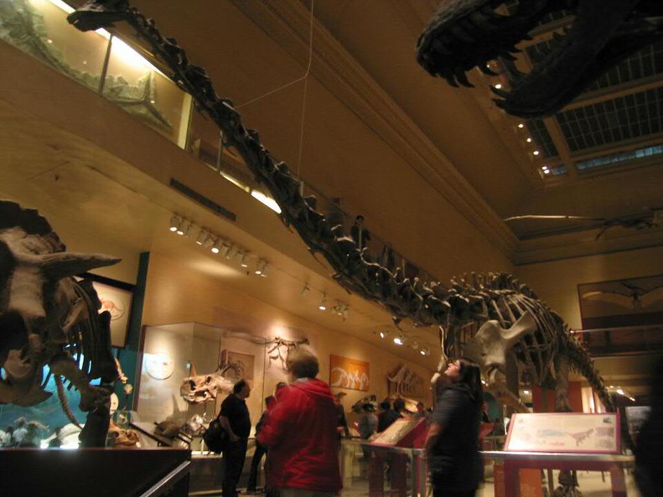 Brontosaurus is Back—But Should It Be? The Ongoing Debate Explained ...