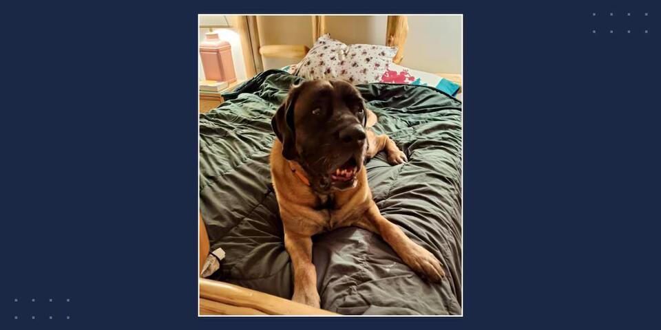 Glenburn dog that went missing after home invasion is home! - NewsBreak