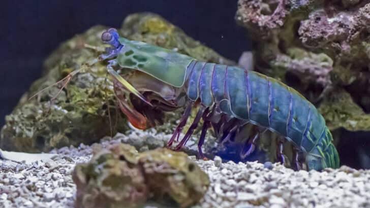 The Shrimp That Punches Like a Bullet - NewsBreak