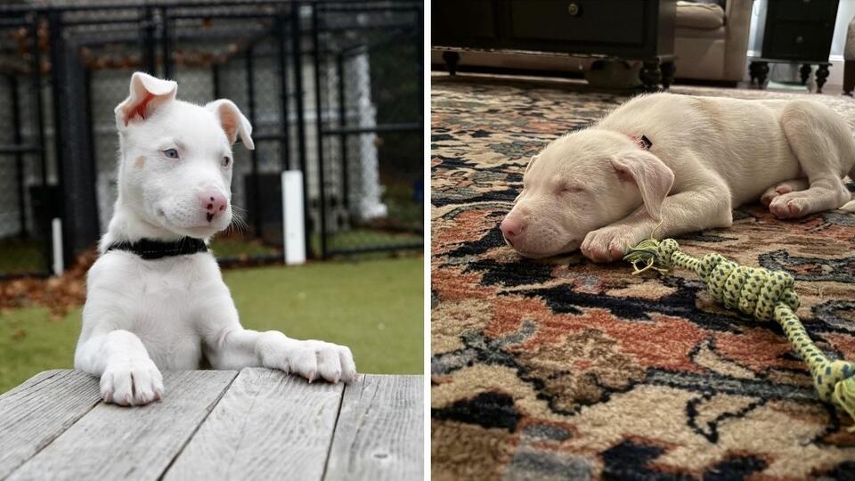 Meet Cornbread: The Unique 9-Week-Old Puppy Looking for a Loving Family ...