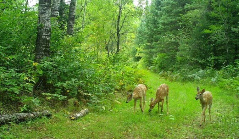 New CWD Case Brings Three-Year Deer Baiting and Feeding Ban to ...
