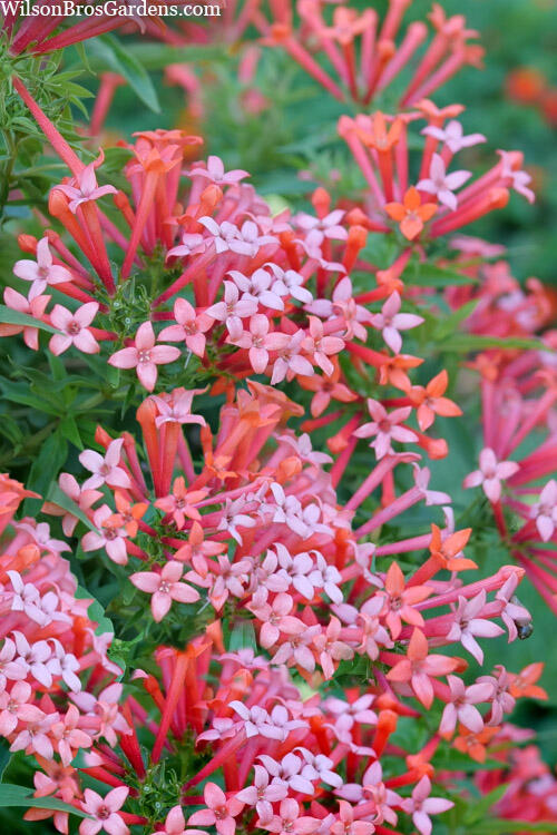 Where Best to Plant a Firecracker Plant in North Florida: Expert Tips ...