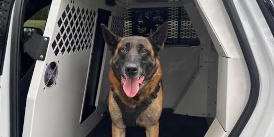 K-9 team helps capture fleeing suspect after pursuit near SC-170 ...