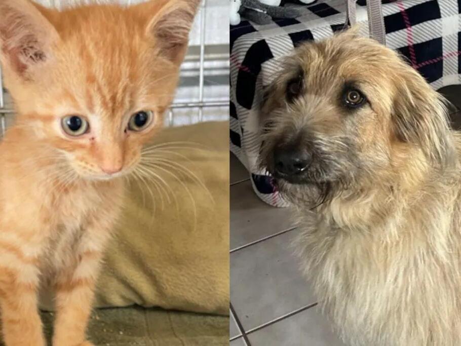 Humane Society Pets of the Week – March 5, 2024