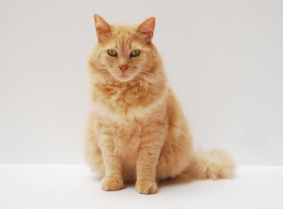 The Different Types of Cat Fur and How to Care for Each One - NewsBreak