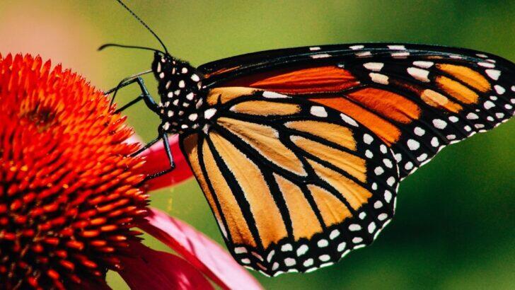 The Incredible Journey of Monarch Butterflies: A True Natural Wonder ...