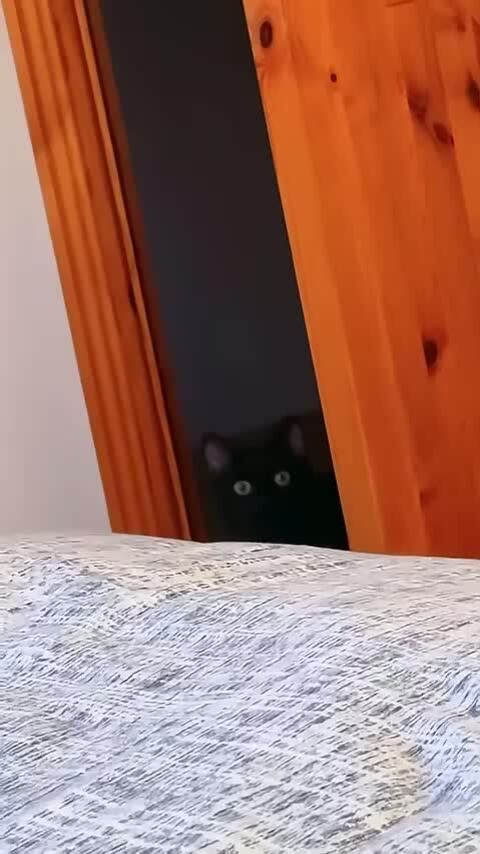 Funny cat - NewsBreak