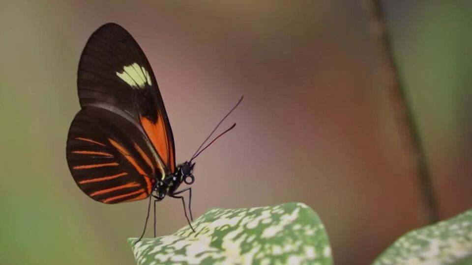 Monarch butterfly sightings may be rare this year due to record-low ...