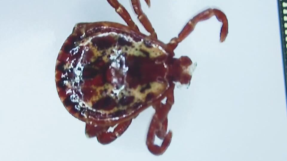 No, Bill Gates didn't create the tick-borne red meat allergy, despite ...