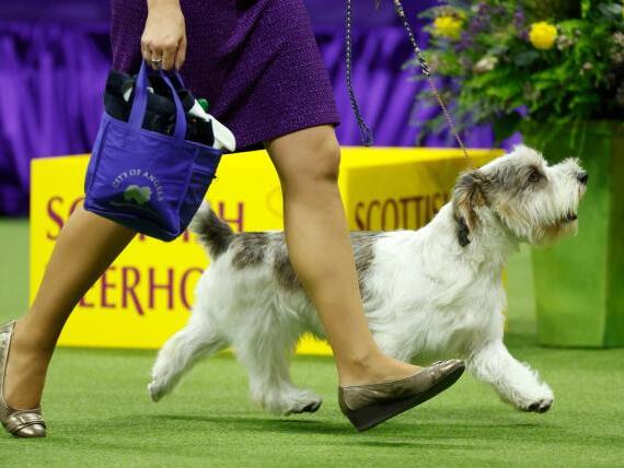 Westminster Dog Show tickets 2024: Prices, cost for full schedule in ...