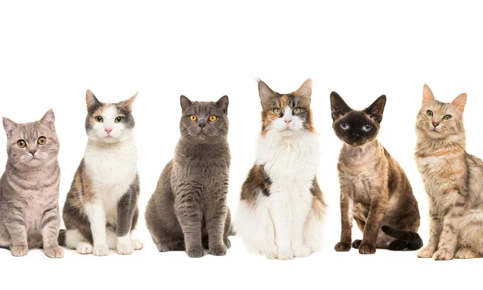 5 Cat Personality Types and How To Tell Which One Your Cat Has - NewsBreak