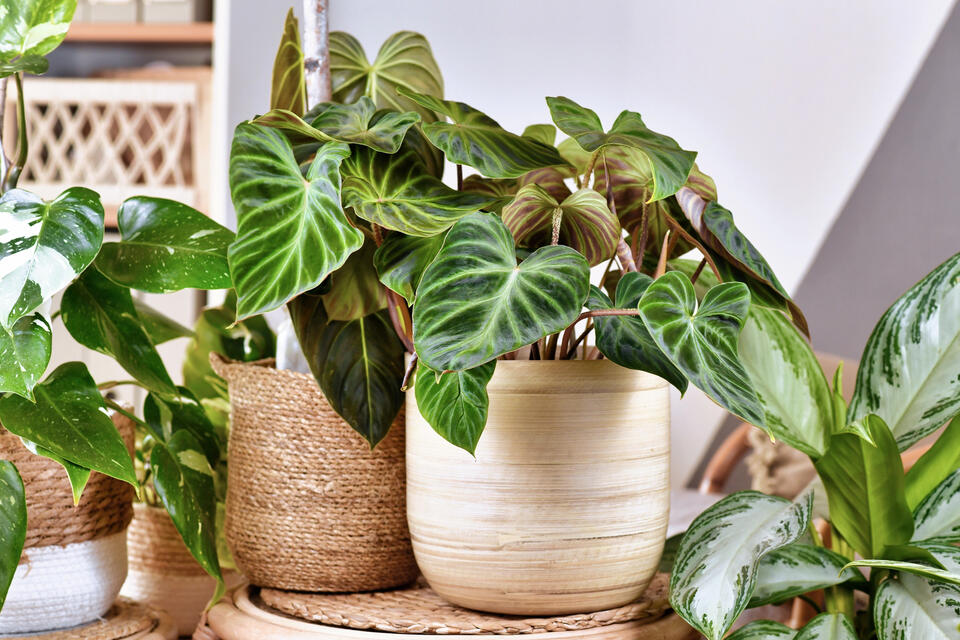 The Sweetest Houseplants With Naturally Heart-Shaped Leaves - NewsBreak