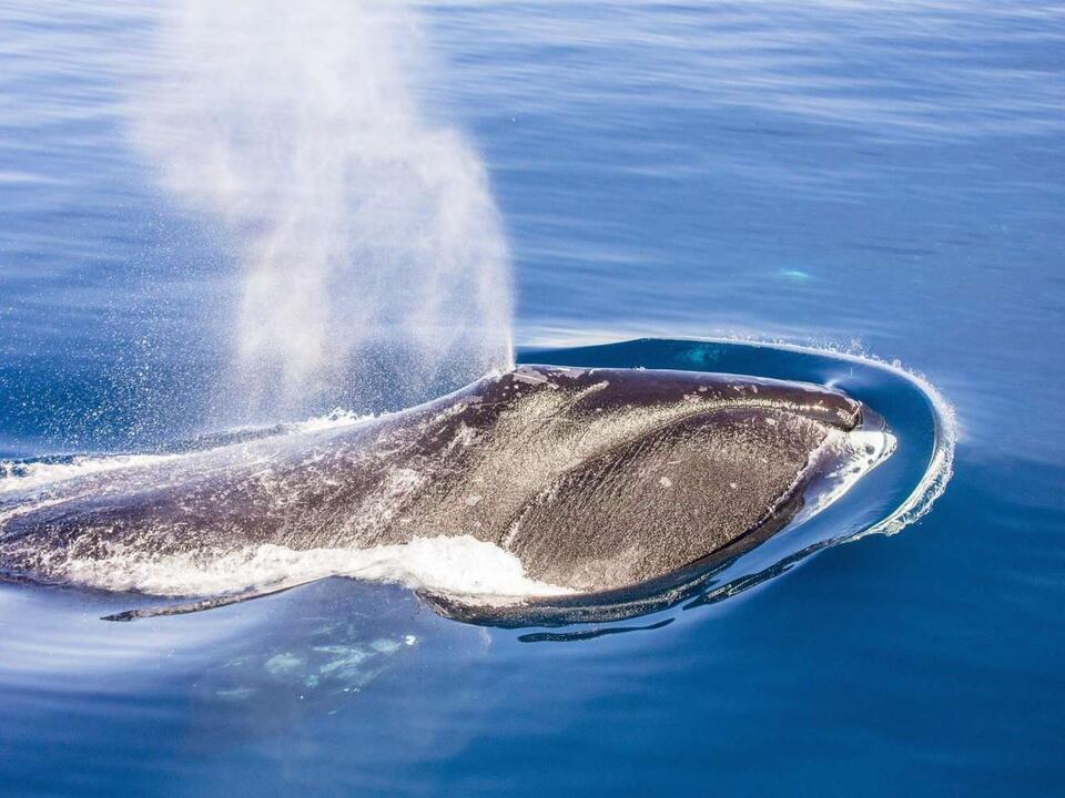 20 Great Facts About Bowhead Whales
