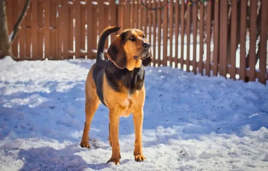 12 Dog Breeds That Sense Death Before It Happens (And the Science ...
