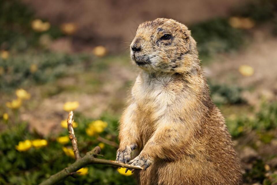 Watch Potato the Prairie Dog's Hilarious Sneak Attack on a Cat in Viral ...