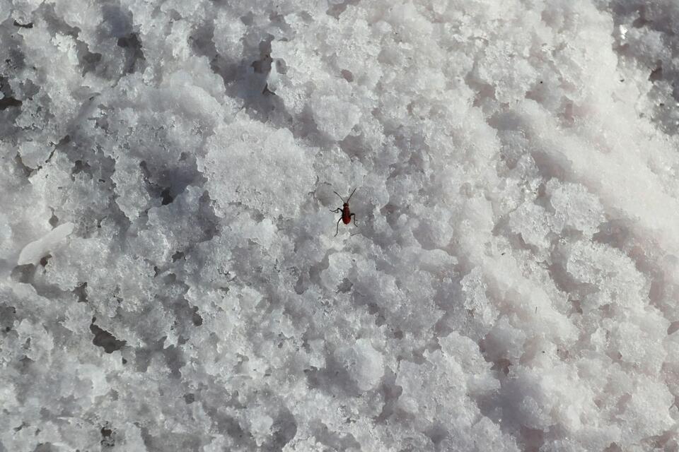 Snow Fleas in Texas? What to Know After Ice and Snow - NewsBreak