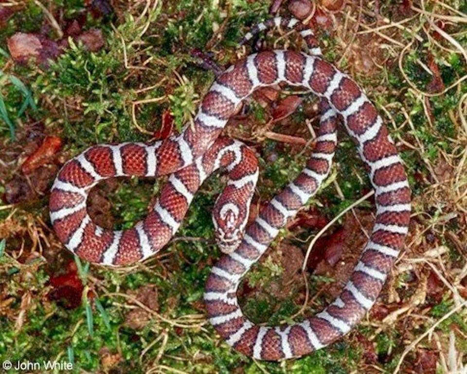 9 Striped Snakes in Texas: Complete Identification Guide With Photos ...