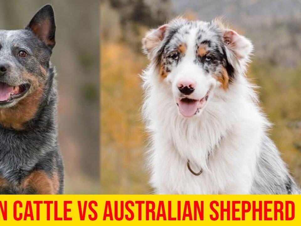 Australian Cattle Dog Vs Blue Heeler Whats The Difference