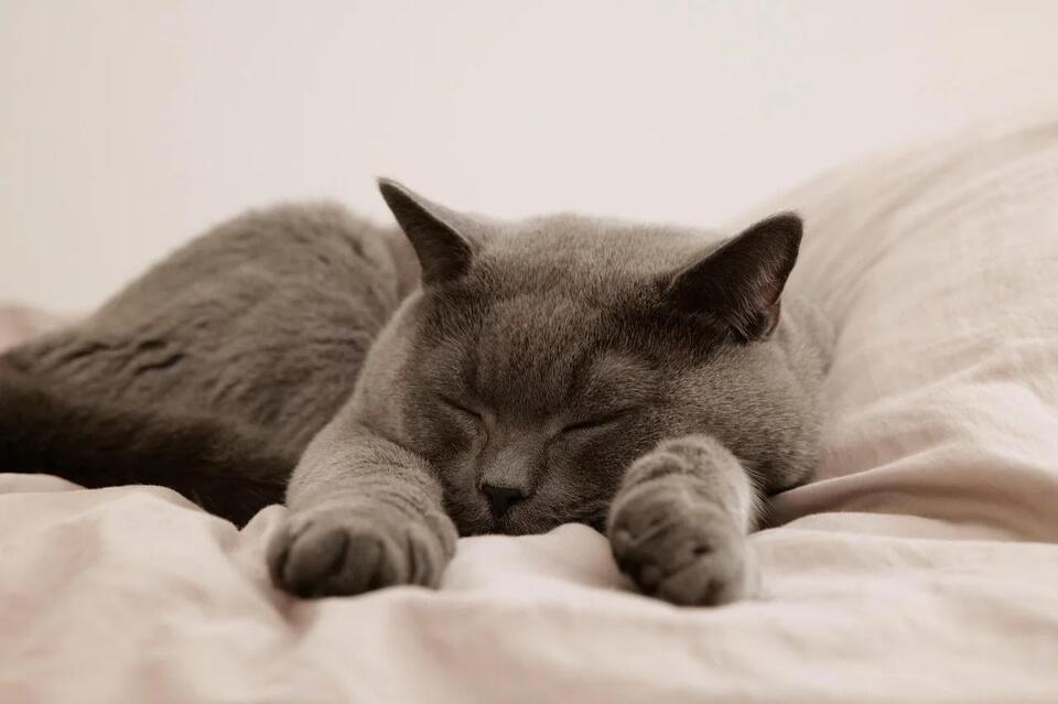 Circadian Rhythms In Cats: Understanding Their Sleep-Wake Cycles And ...