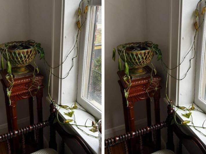 Crucial Warning Signs Your Plants Are Crying Out for Help