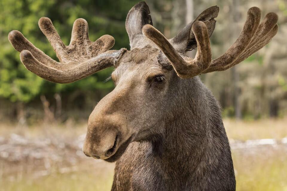 Sweden's 'Great Moose Migration' is taking off. Here's what it is and ...