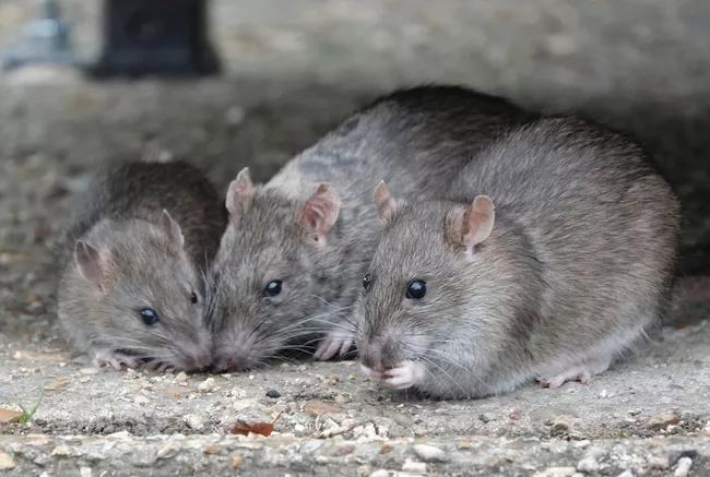 Wild Rats Bite Florida Students At School Farm: Report - NewsBreak