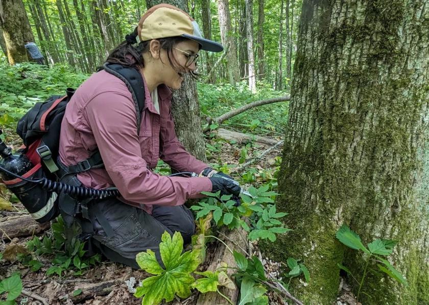 Racing To Save White Ash Trees From Extinction In The NC Mountains ...