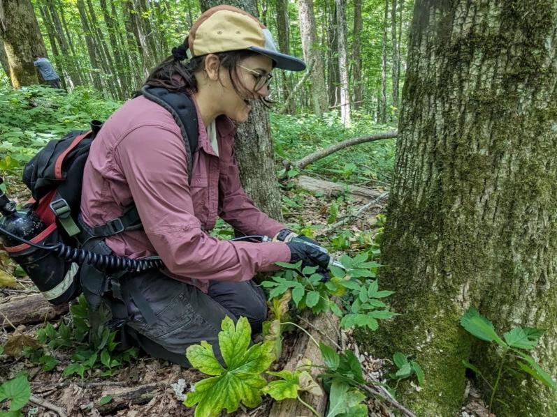 Racing To Save White Ash Trees From Extinction In The NC Mountains