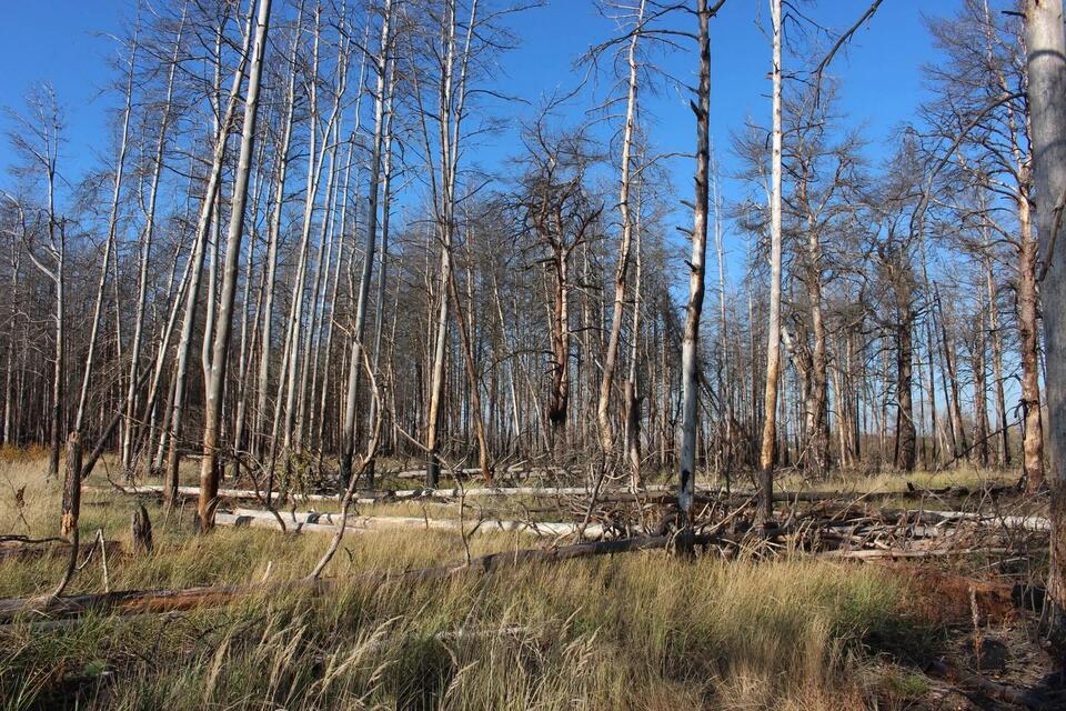 How Climate Change Is Accelerating Animal Extinctions and What We Can ...