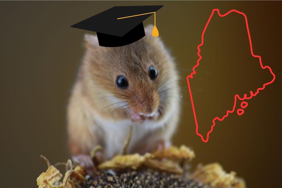 Are Maine Mice Smarter Than Out-of-State Mice? - NewsBreak