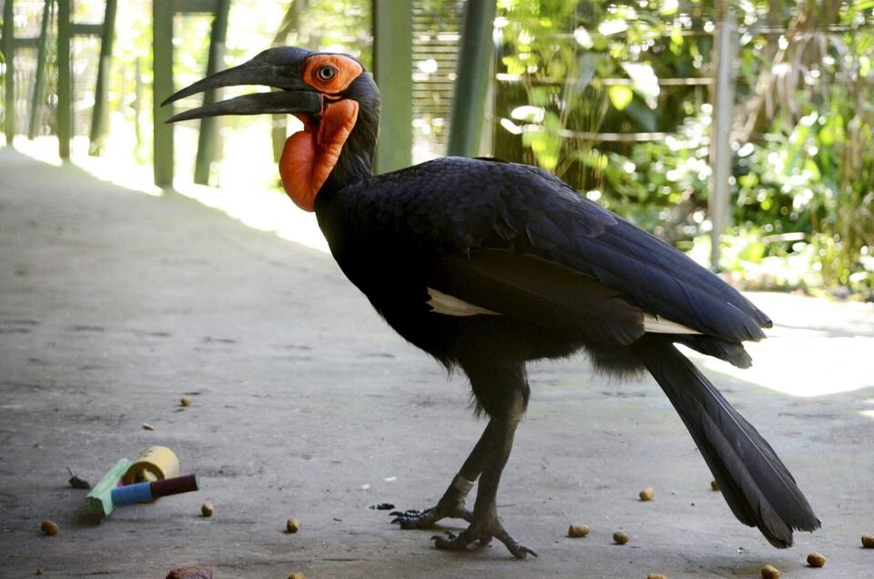 New research shows some birds naturally scared of anything new - NewsBreak