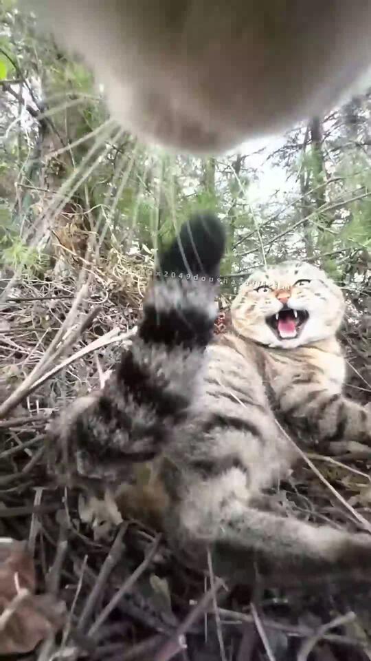 The tabby cat challenged Dou Shas status as the cat king but ...