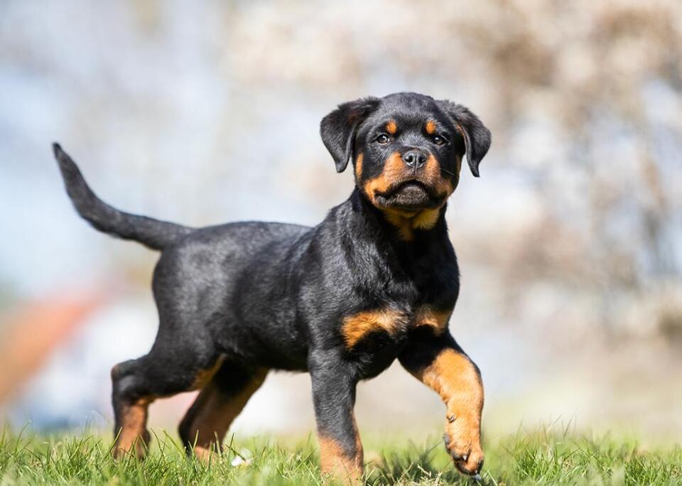 Shortest-living dog breeds - NewsBreak