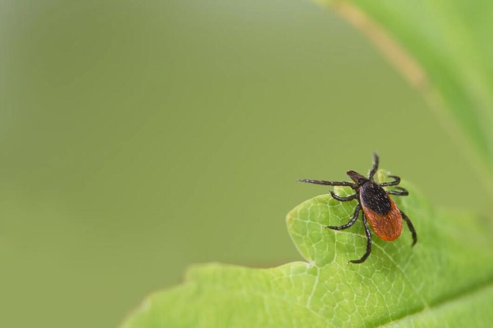Tick bite trips to the ER are on the rise in 2025. What to know about ...