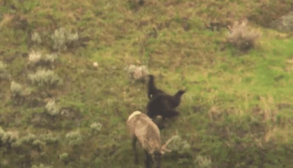 Grizzly Bear Flips End Over End Chasing An Elk - NewsBreak