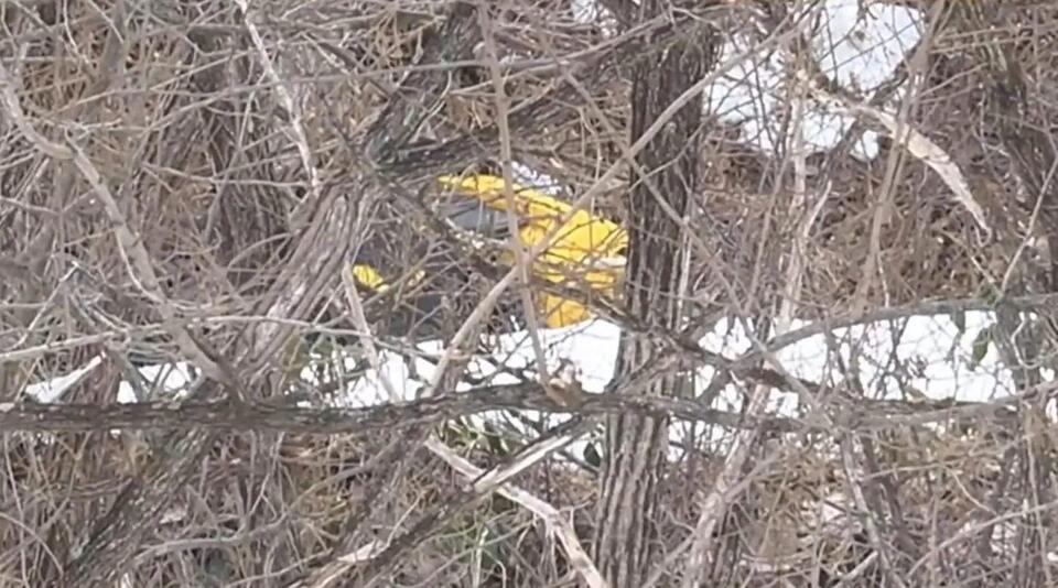 8-Year-Old Australian Girl Dies in Snowmobile Accident in Hakuba, Japan ...