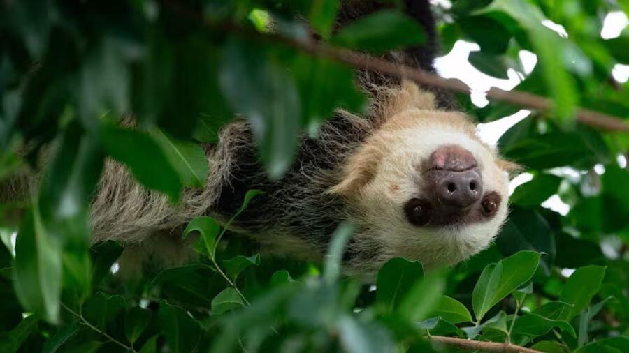 Animal alert: A sloth is back at Woodland Park Zoo - NewsBreak
